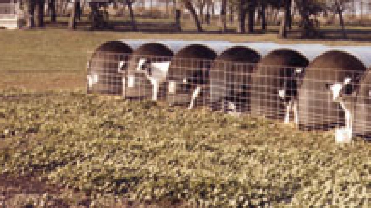 Portable Sheep Shelter
