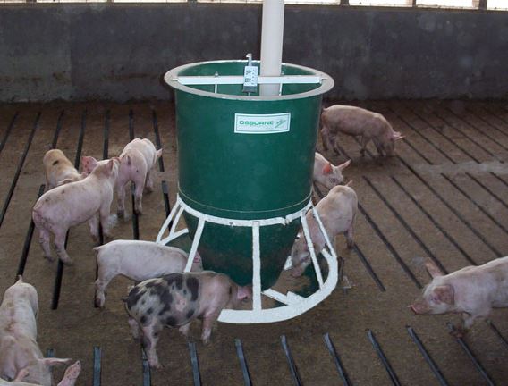 Hog Feeders and Pig Feeders