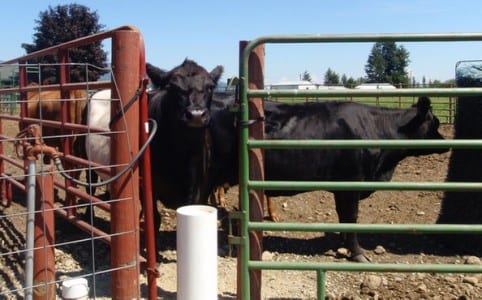 cattle drinking post