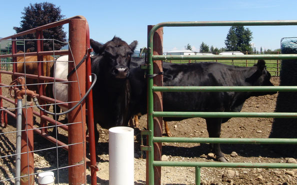 cattle drinking post